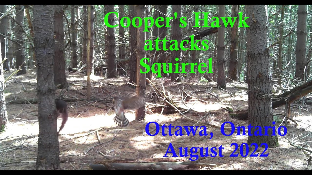 Hawk attacks Squirrel Trail Camera Compilation Aug 2022 (Ottawa, Ontario, Canada) Larose Forest ...