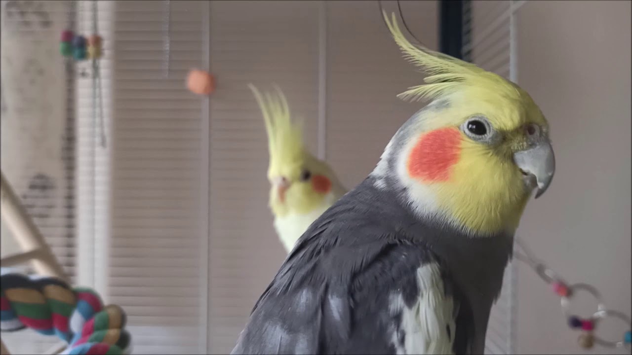 Angry cockatiel Chu 😣 - YouTube