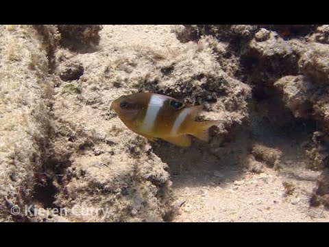 Monarch Damsel - Dischistodus pseudochysopoecilus - YouTube