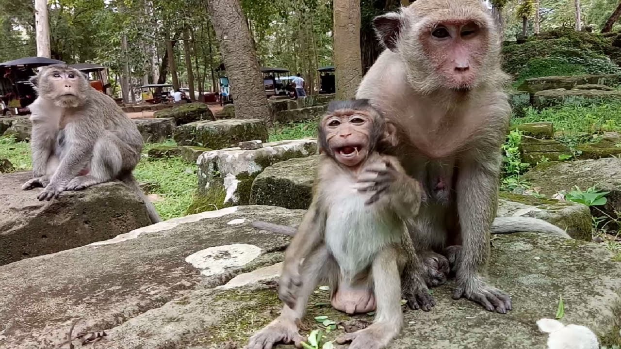 Baby Monkey Make Sour Face Cos Eat A Lot ST603 Mono Monkey - YouTube