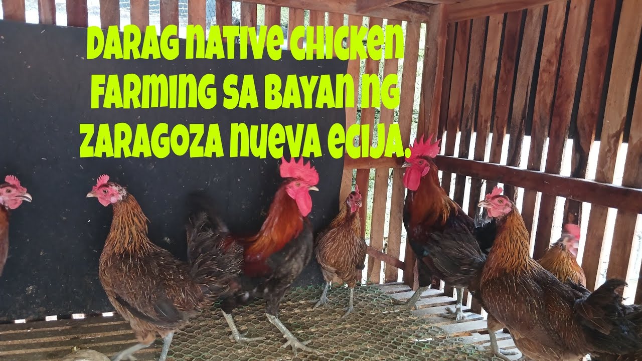 darag native chicken sa bayan ng zaragoza nueva ecija. - YouTube