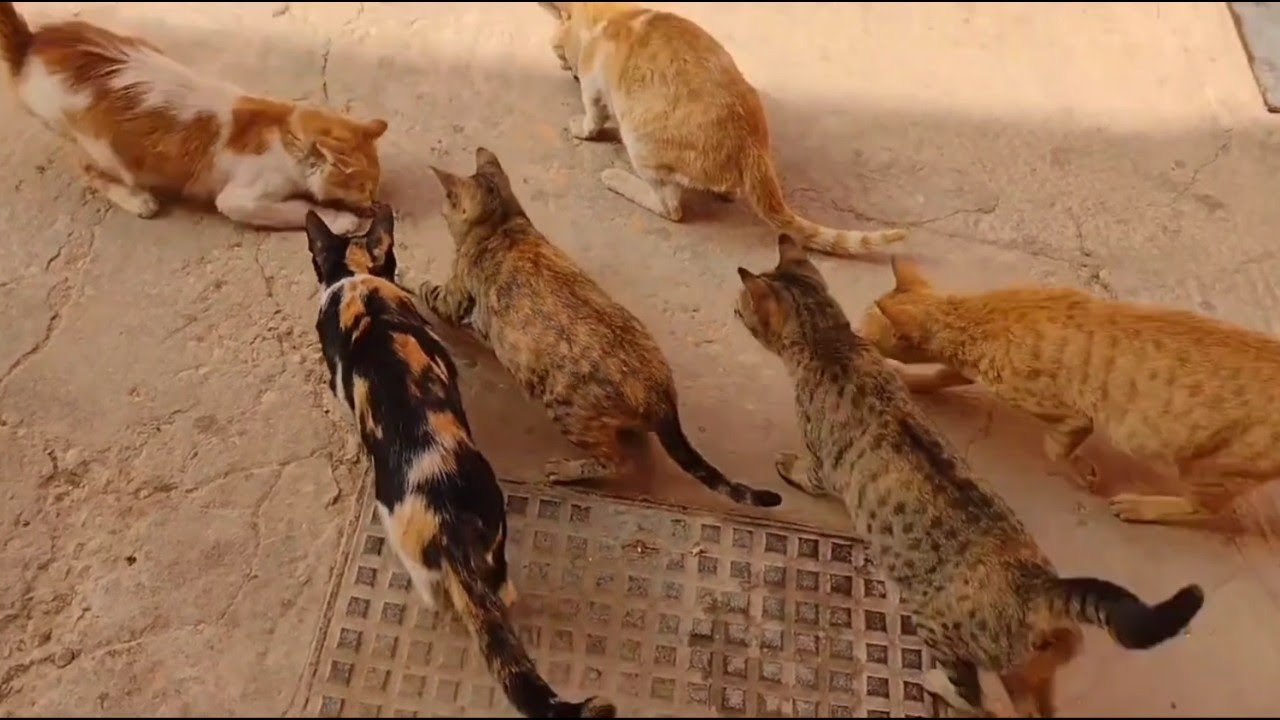GIVING FRESH MACKEREL FISH INTO A STRAY CATS | FEDDING HUNGRY MEOWING ...