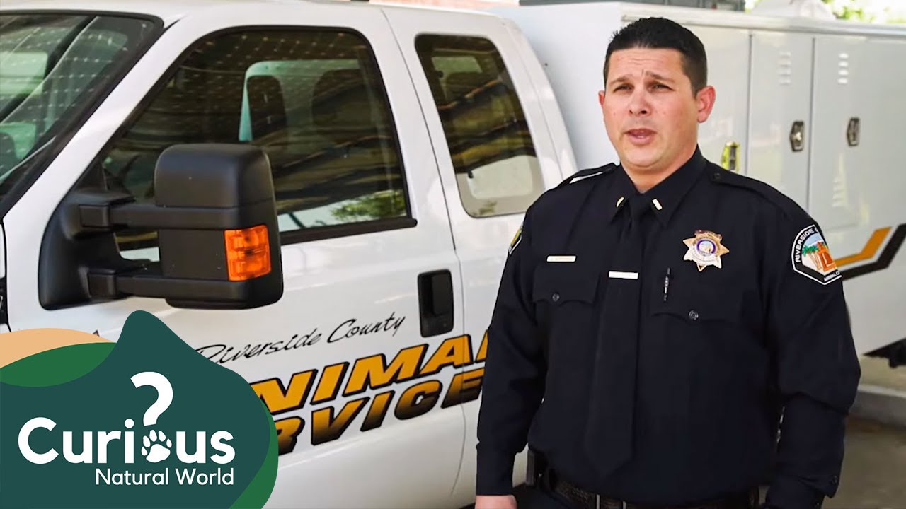 Discovering the Heartwarming Work of Riverside County Animal Services ...