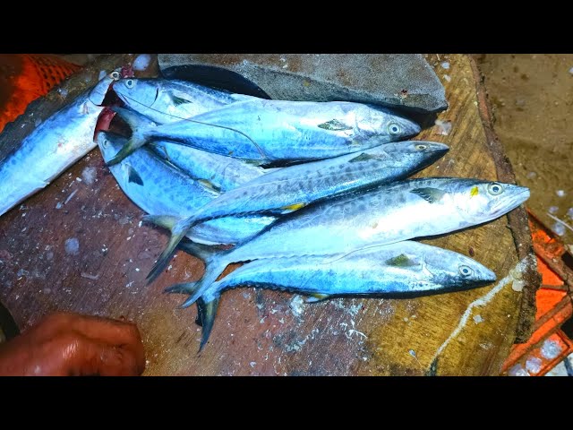 Vanjaram In English Buy Vanjaram/Seer Fish Medium Slices Online Flat