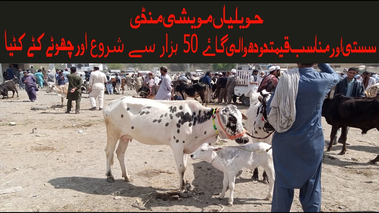 Beautiful Low Price Milking Cow Dhani and Desi Cross Calves on Havelian ...