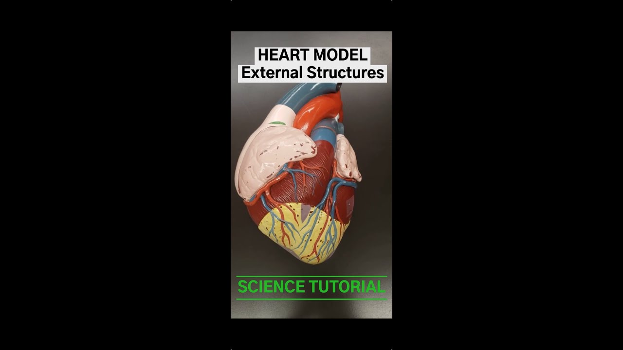 Heart Model Part 1 - YouTube