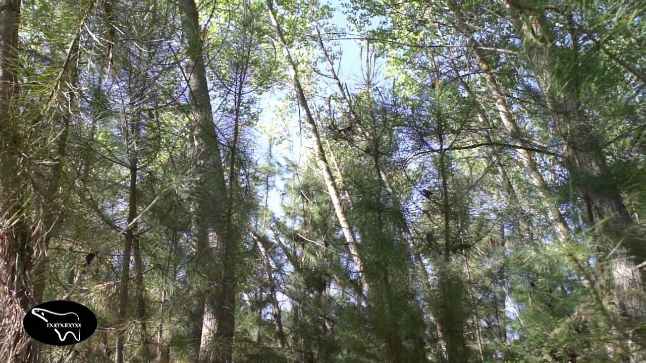 Minimunma III 4 Pinos Foráneos - YouTube