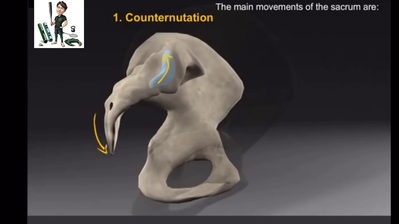 천장관절에서 천골의 움직임(nutation, counter-nutation) - YouTube