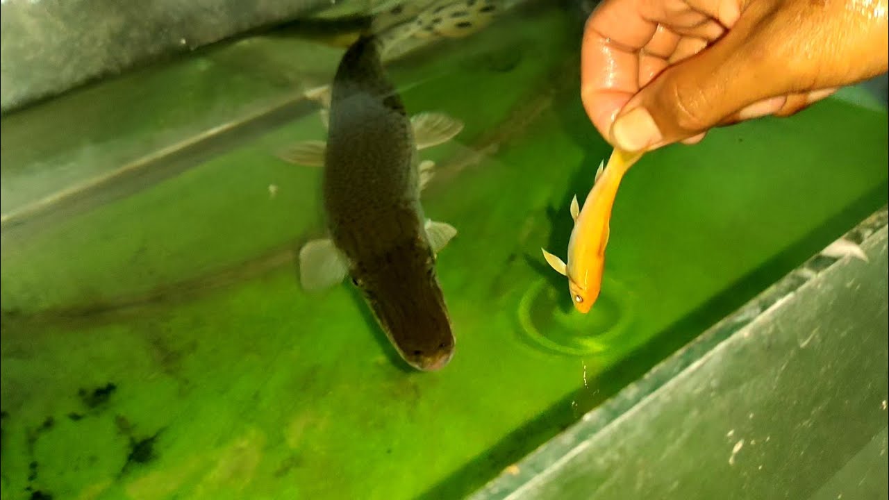 FEEDING MY FISH - YouTube