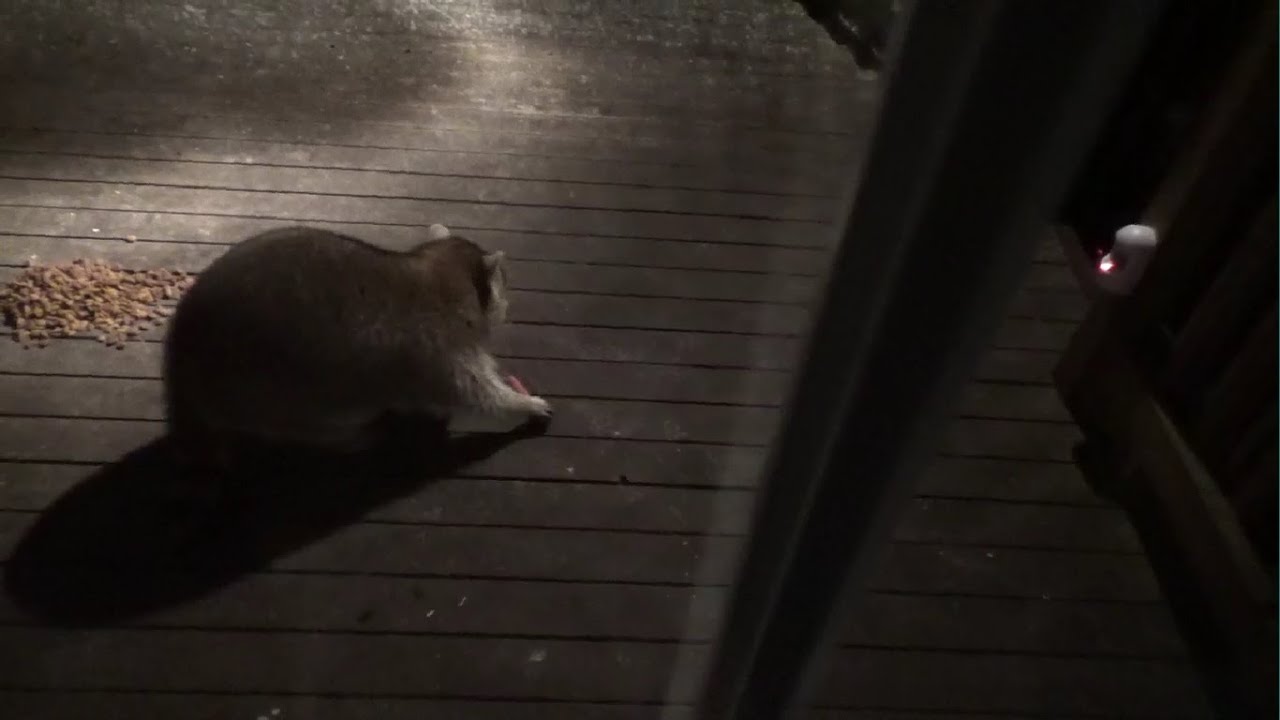 Rusty Raccoon on a Tuesday night - YouTube