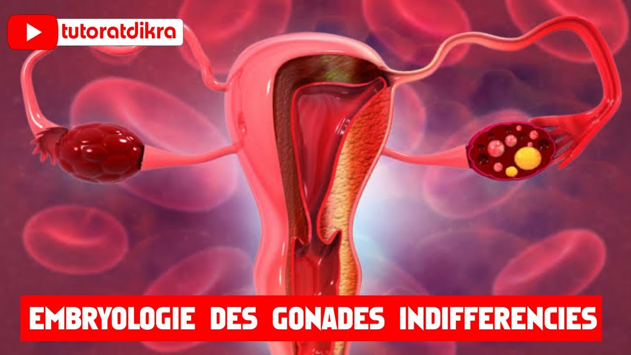embryologie de l'appareil genital (gonades indifferencies ) - YouTube