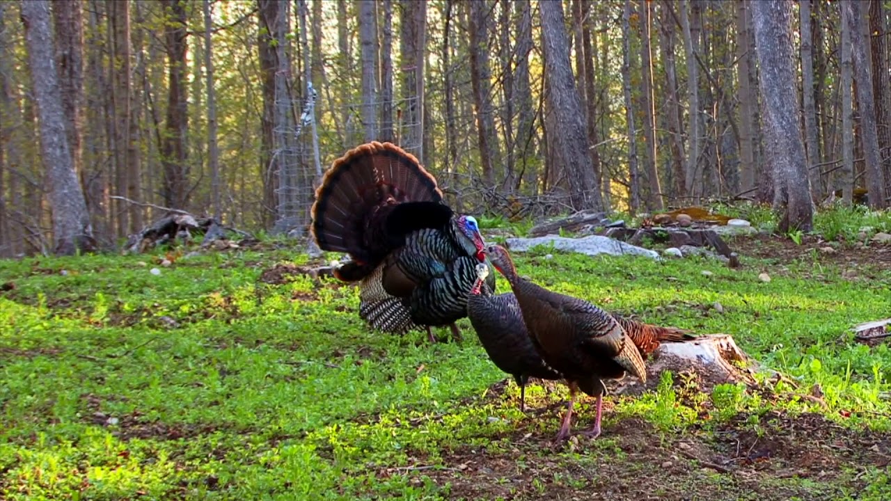 Early spring turkey hunting - YouTube