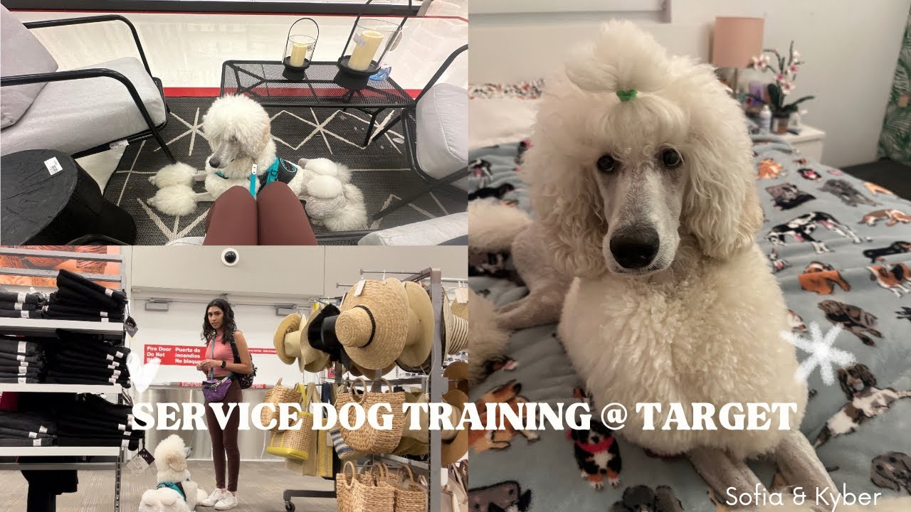 SERVICE DOG TRAINING AT TARGET || Sofia & Kyber - YouTube