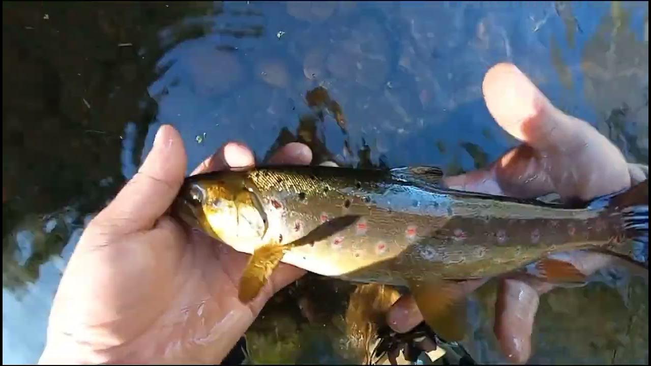 Pesca en Chile, Tarde acompañado, Sur de Chile, Región de los Ríos. - YouTube