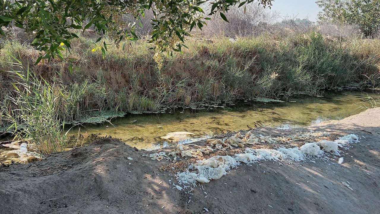 My country cat tv🐱for cats to watch _10 Video of cats, Nature contemplation, Realaxing white ...