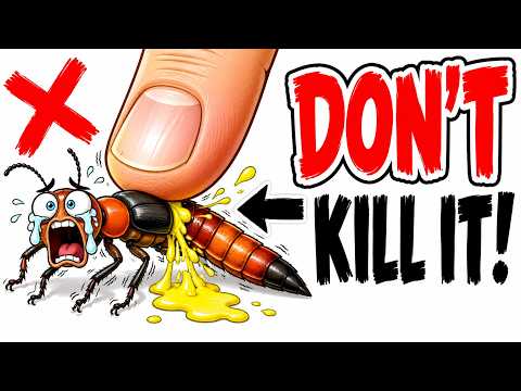 Why You’re Lucky To Be Born As a Rove Beetle