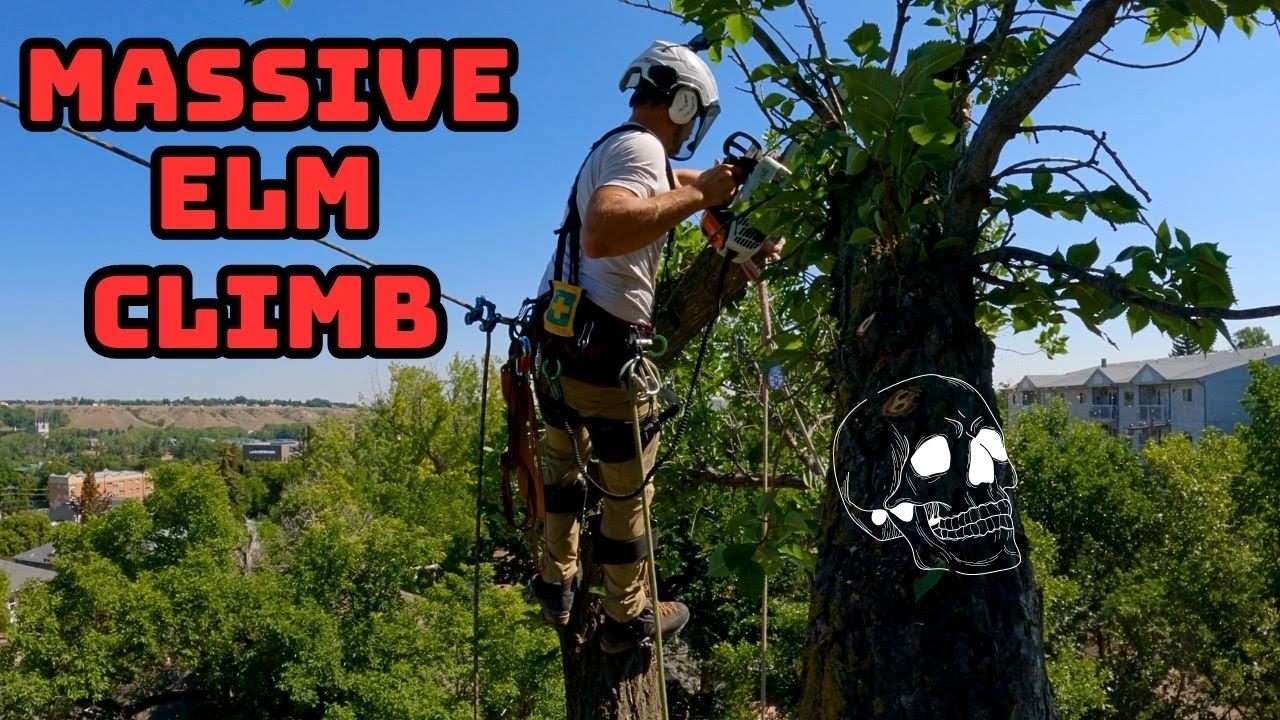 MASSIVE SPLIT AMERICAN ELM CLIMB - YouTube