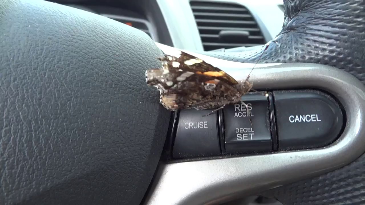 Moth flies inside car -- uninvited! - YouTube