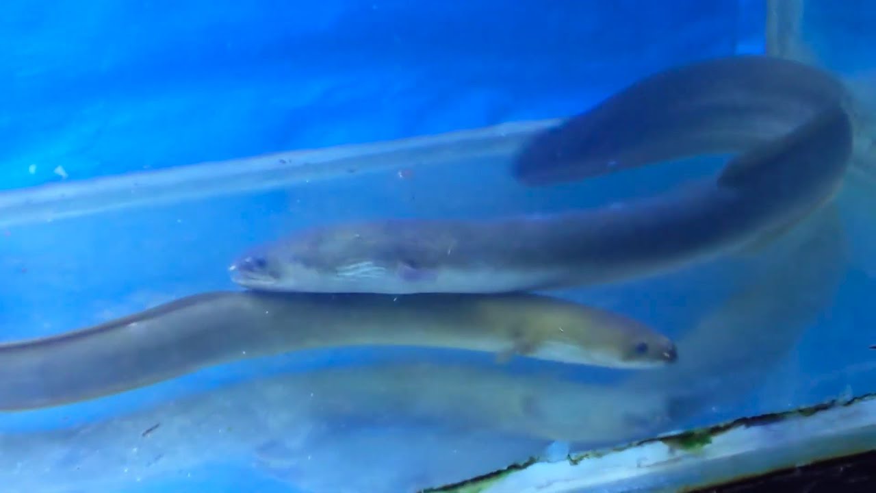 Mesmerizing Underwater Footage of my Twin Eels being fed - YouTube