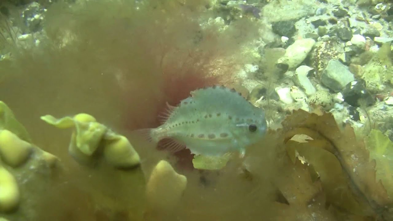 Baby Lumpfish - Natomolen, Ebeltoft, Denmark - YouTube
