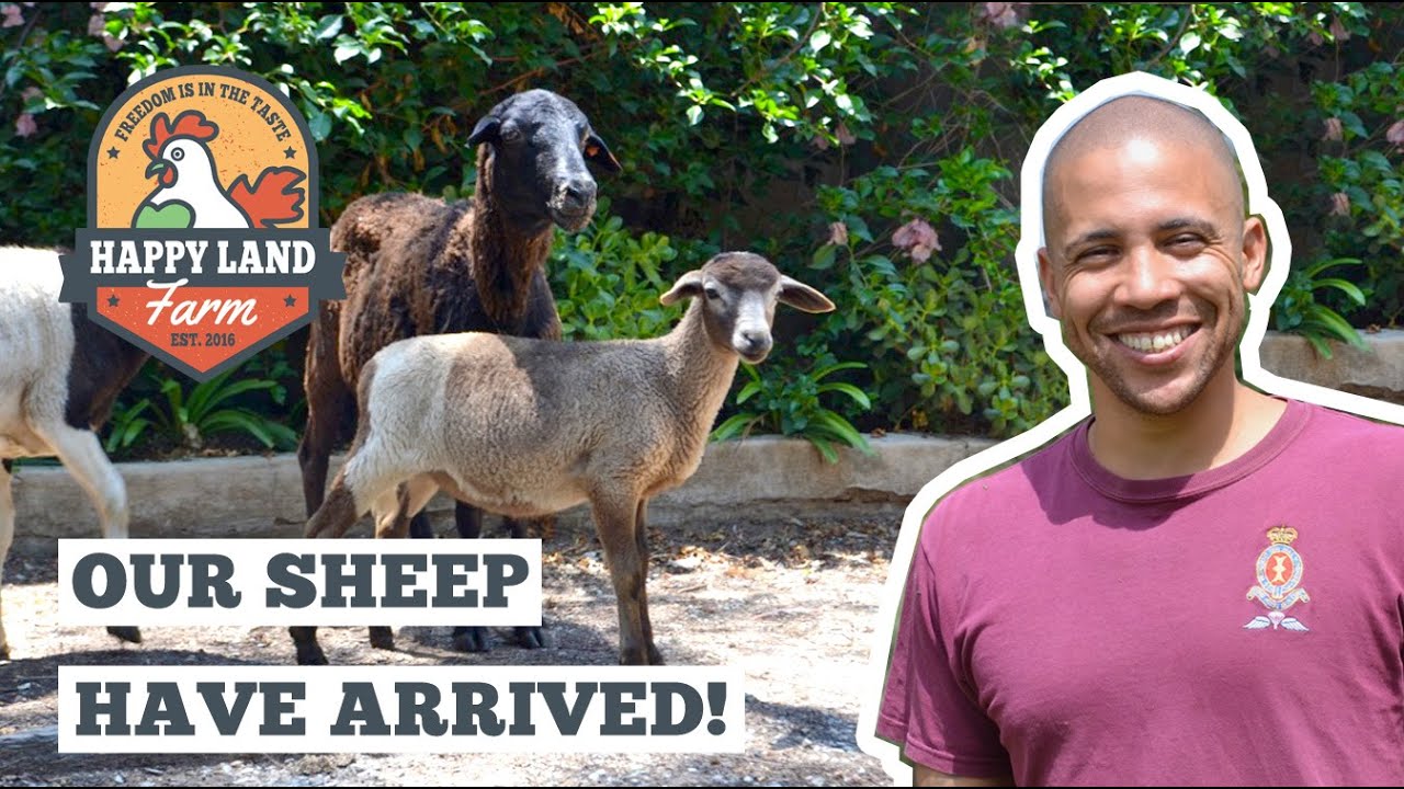 The sheep arrive today! | Happy Land Farm | Nov 2019 - YouTube