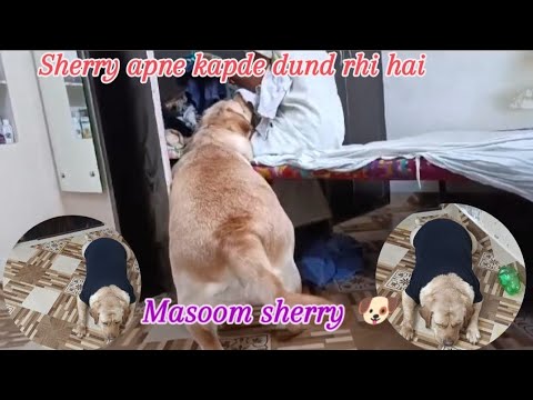 Sherry ko aapne kapde dekhne h sahi se rake h ya nhi😄 - YouTube