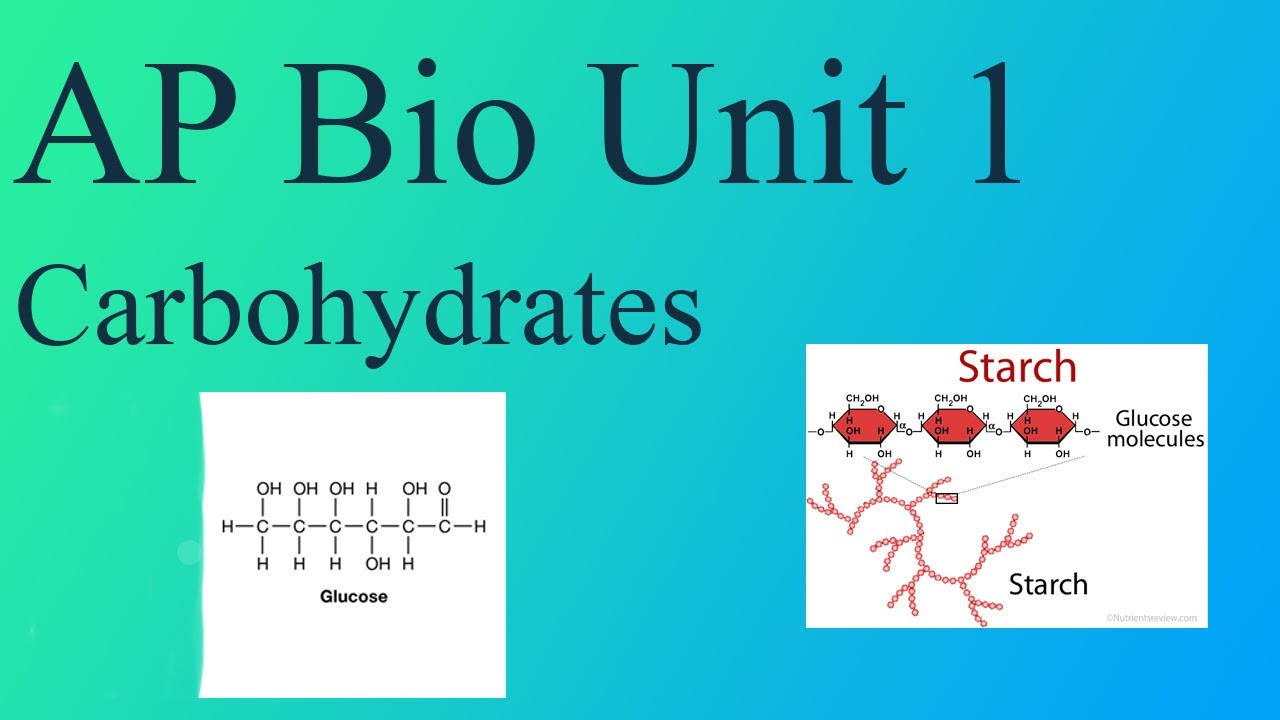 AP Biology Unit 1 Topic 4: Carbohydrates - YouTube