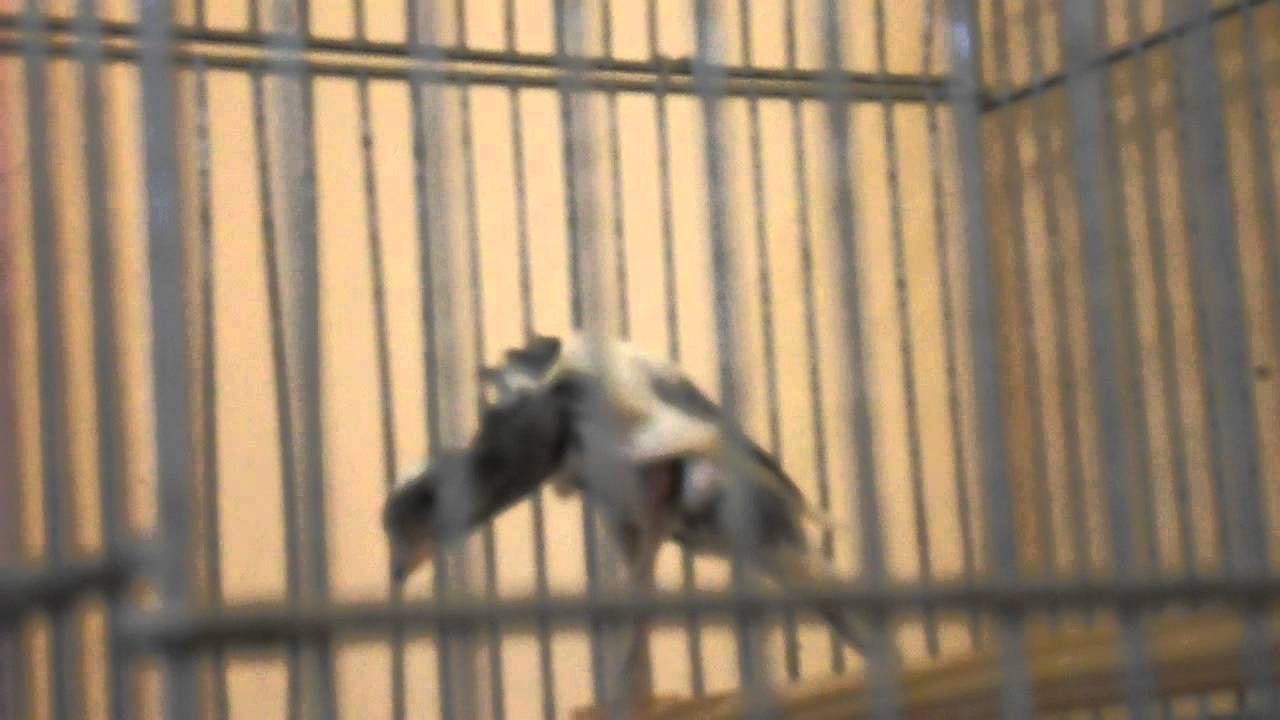 كناري الجيبوسو ( الكوبرا ) انتاجي 2012 , giboso canary - YouTube