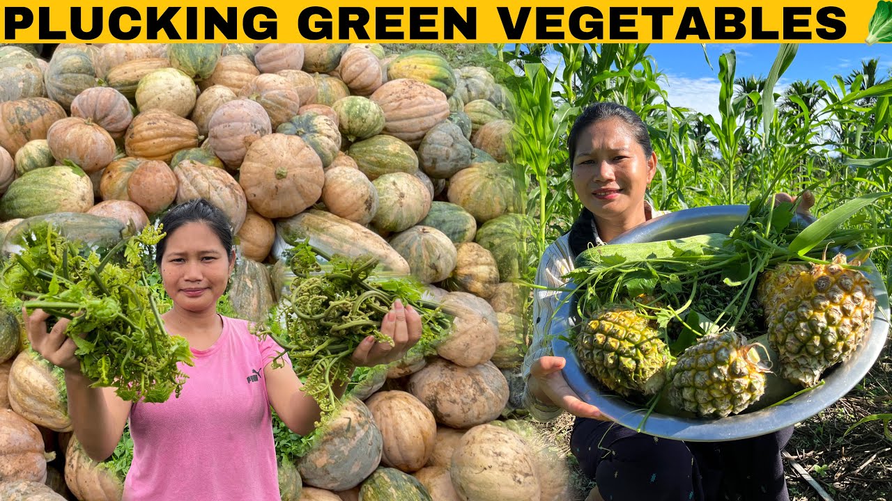 Plucking Green Vegetables and Fruits from my Farm | Plucking Pumpkin ...