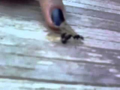 Riproduzione tra Formiche Volanti - YouTube