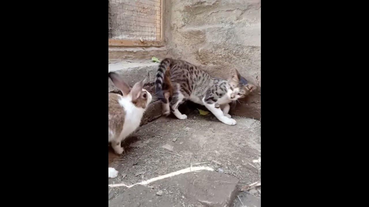 Cat vs Rabbit - YouTube