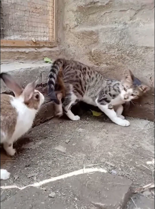 Cat vs Rabbit - YouTube