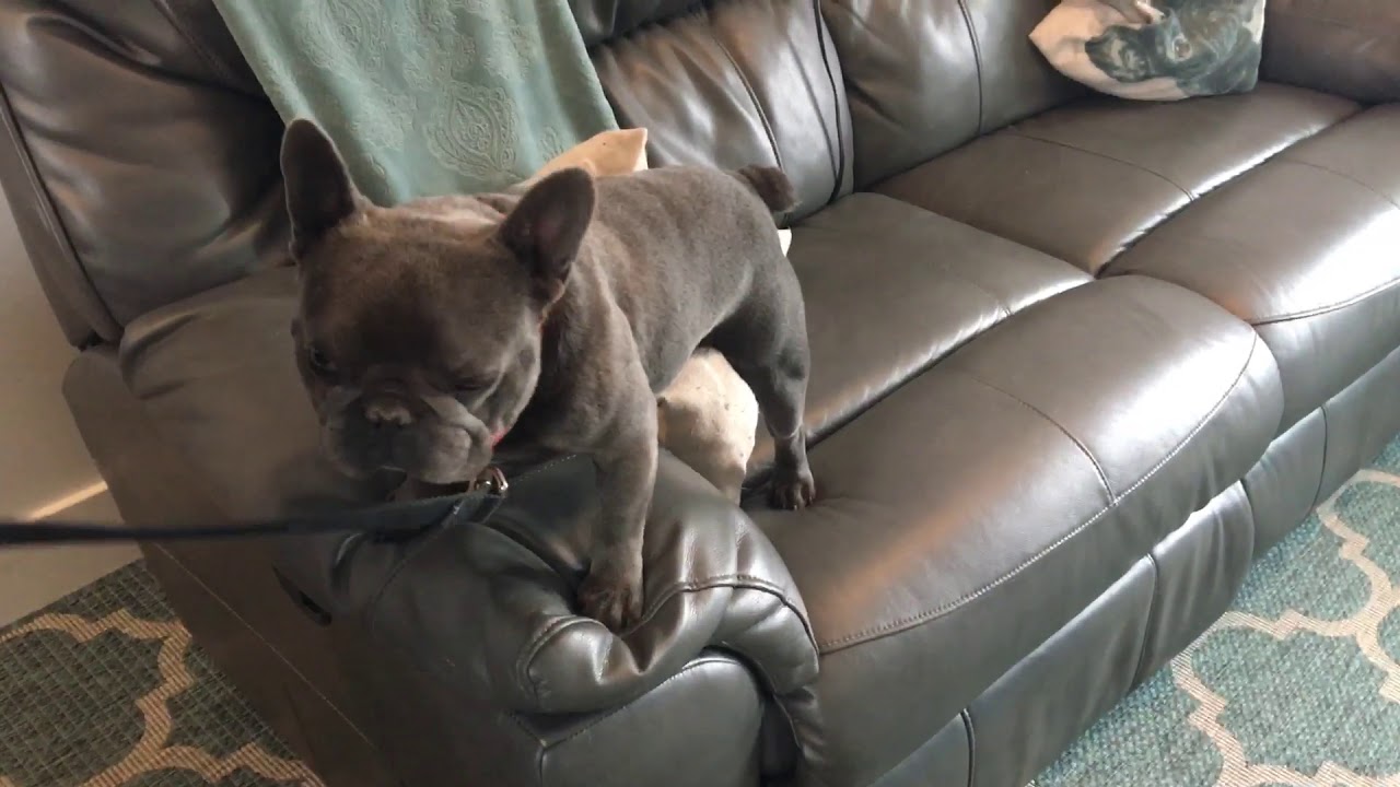 BlueHaven French Bulldogs - Groot (pure blue) - YouTube