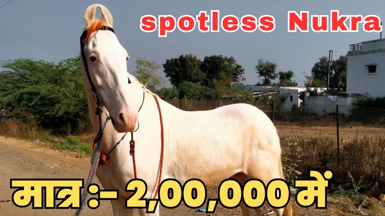 Nukra horse for sale in MP (madhay pardesh) - YouTube