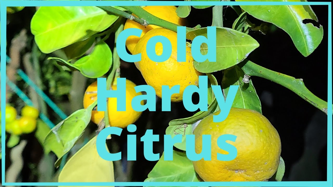 Hardy Citrus update and Potted Hardy Citrus Zone 8a - YouTube
