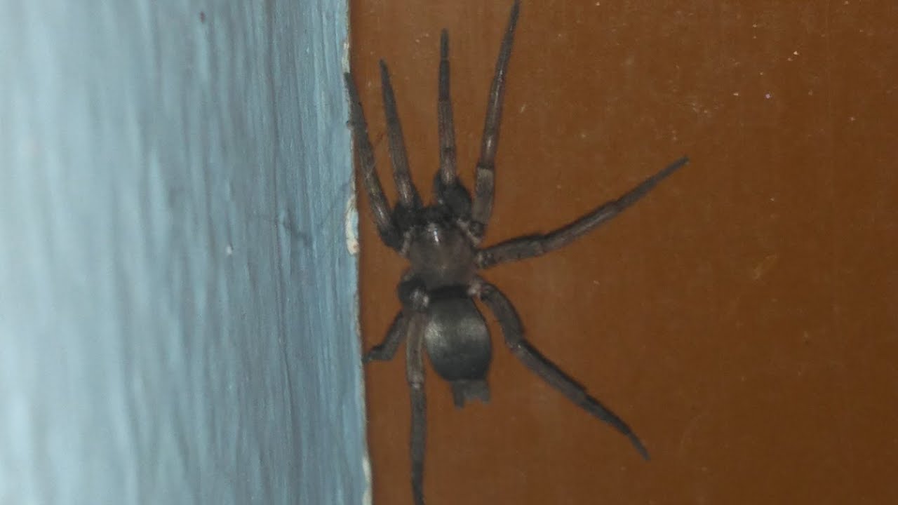 World's Lockdown India Today। Indian Spider। Small super fast spider ...