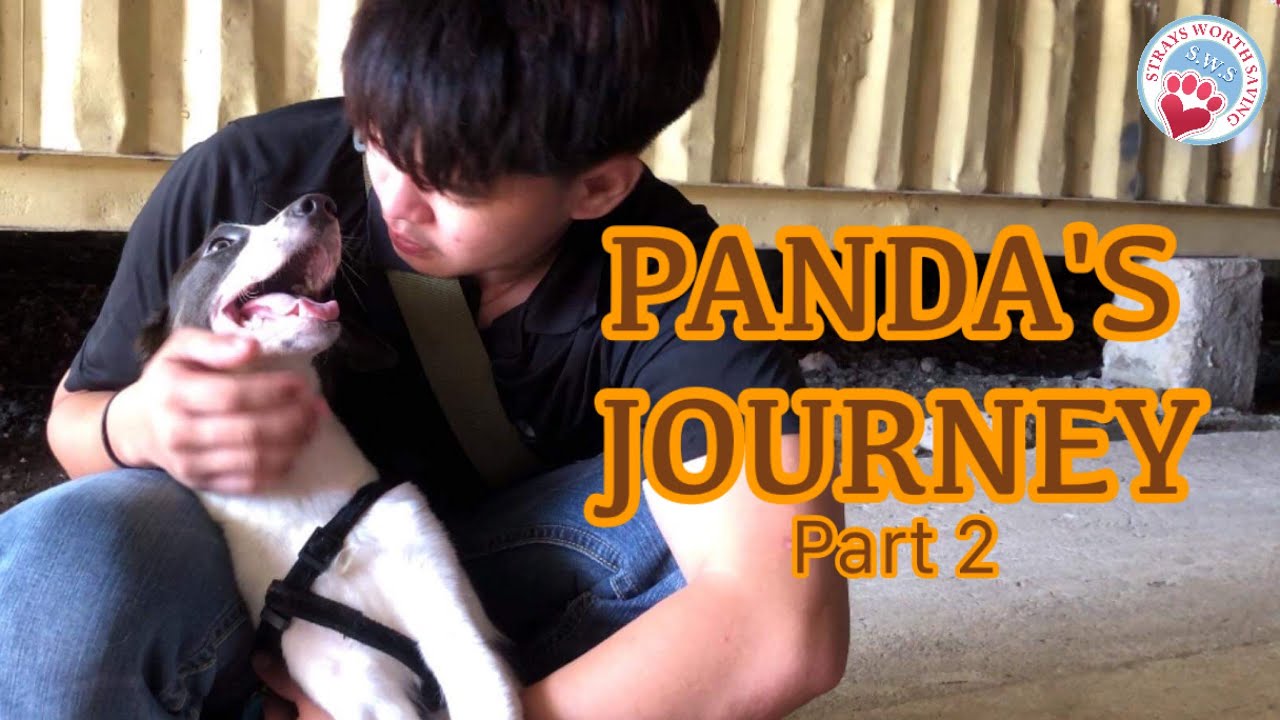 MEET PANDA part 2 - YouTube