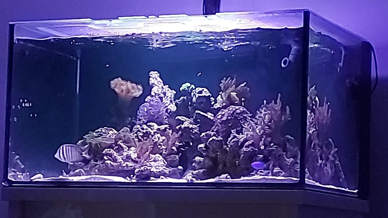 D-D Reef pro 900 install - YouTube