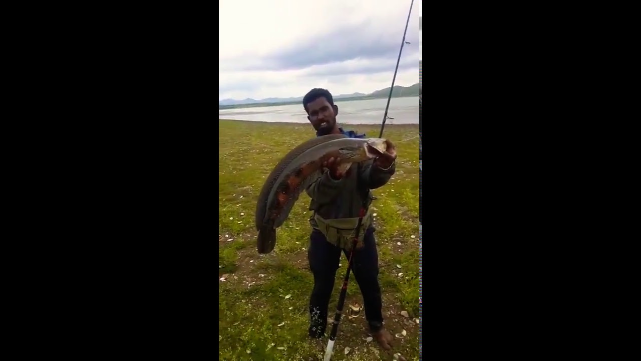 Karnataka snakehead fishing - YouTube