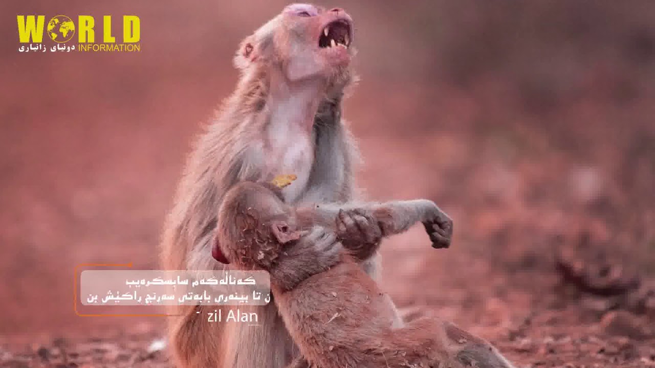 ozil Alan ئه‌و ئاژه‌ڵانه‌ی وه‌ك مرۆڤ له‌ ناخه‌وه‌ گریاون - YouTube
