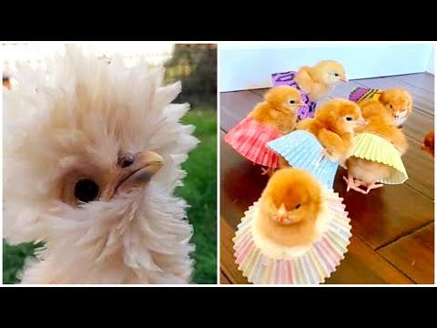 cutest chicken.. cute and funny chickens video Compilations