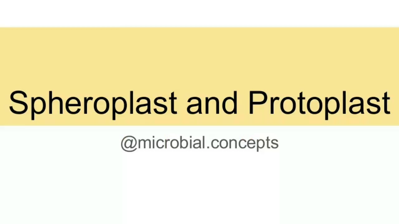 Bacterial spheroplast and Protoplast. - YouTube