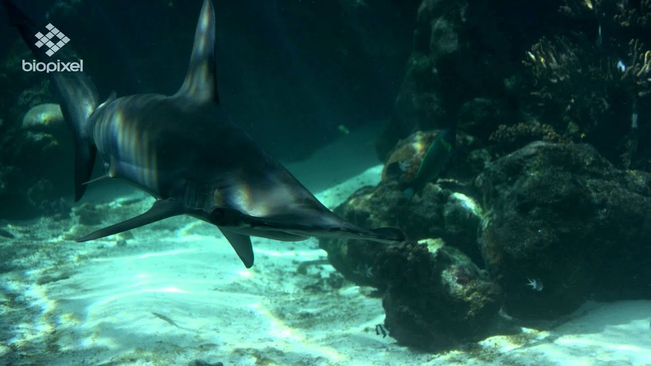 Hammerhead Shark Uk Aquarium at Eldon Berthold blog