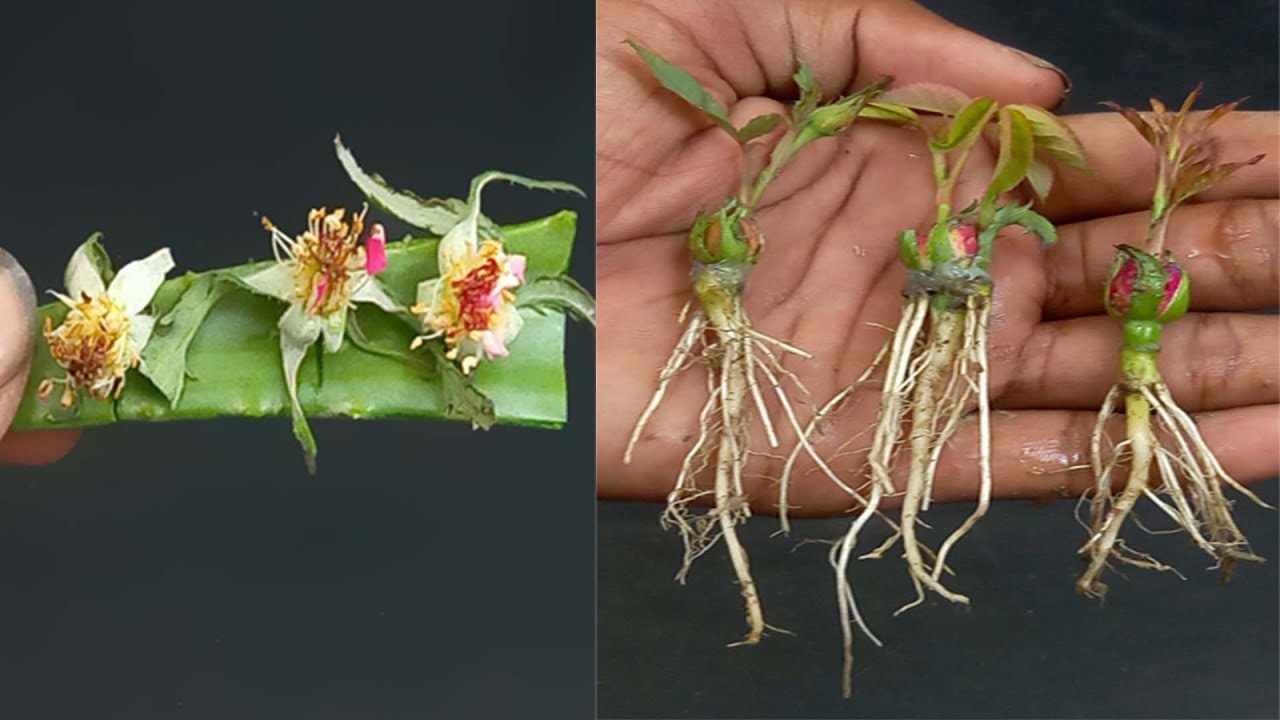 The method of growing red roses from buds the whole world does not know ...