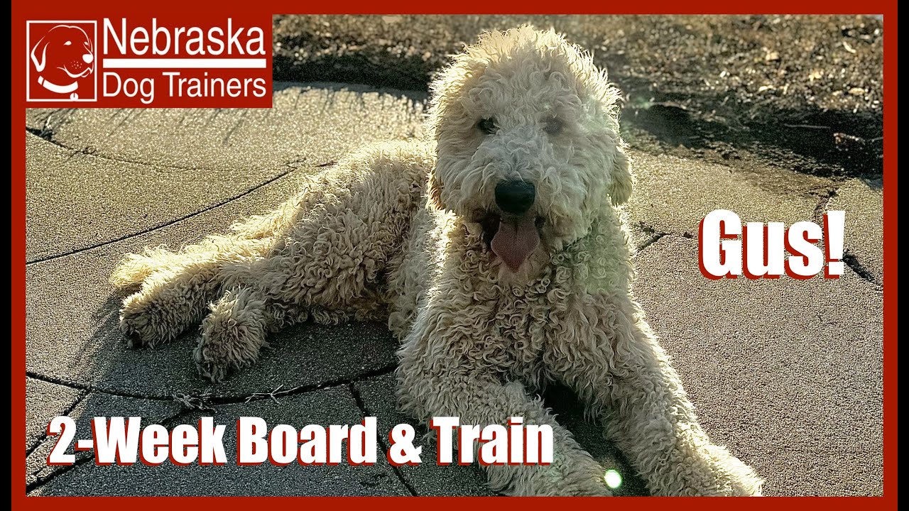 Gus | 7MO Labradoodle | Off Leash Reliable Dog Training, Nebraska Dog ...