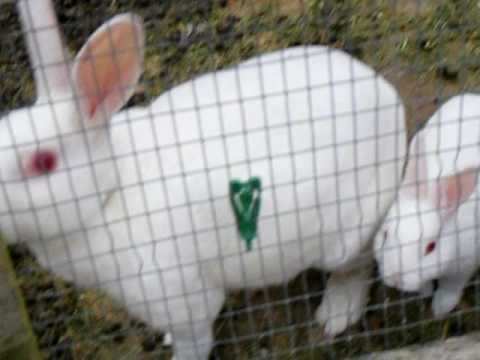 ermine rex rabbits - YouTube