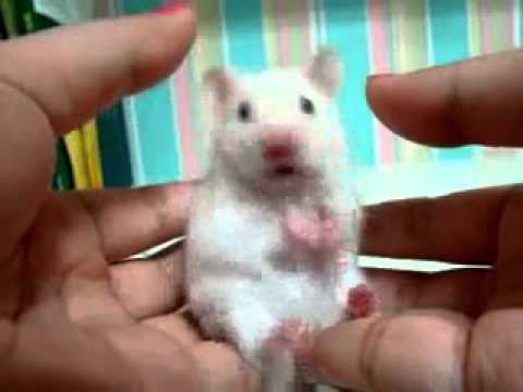 Surprised rat cute - YouTube
