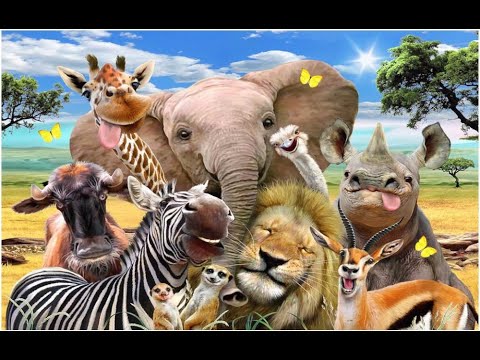 Wild Animals of Crimea : Крым дикие животные - YouTube