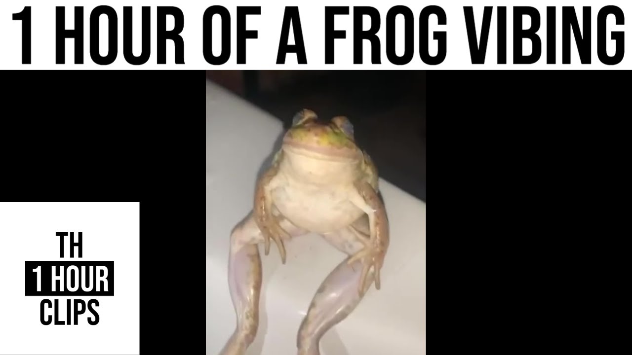 1 hour of a frog vibing - YouTube
