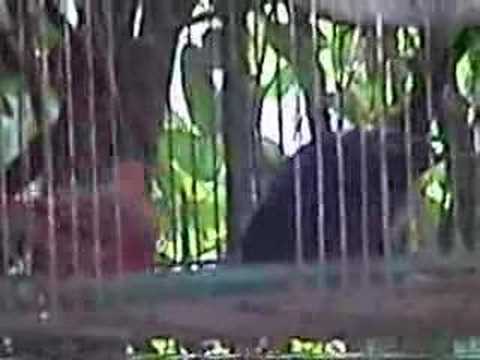 Cardinal and baby scared by a Dove - YouTube